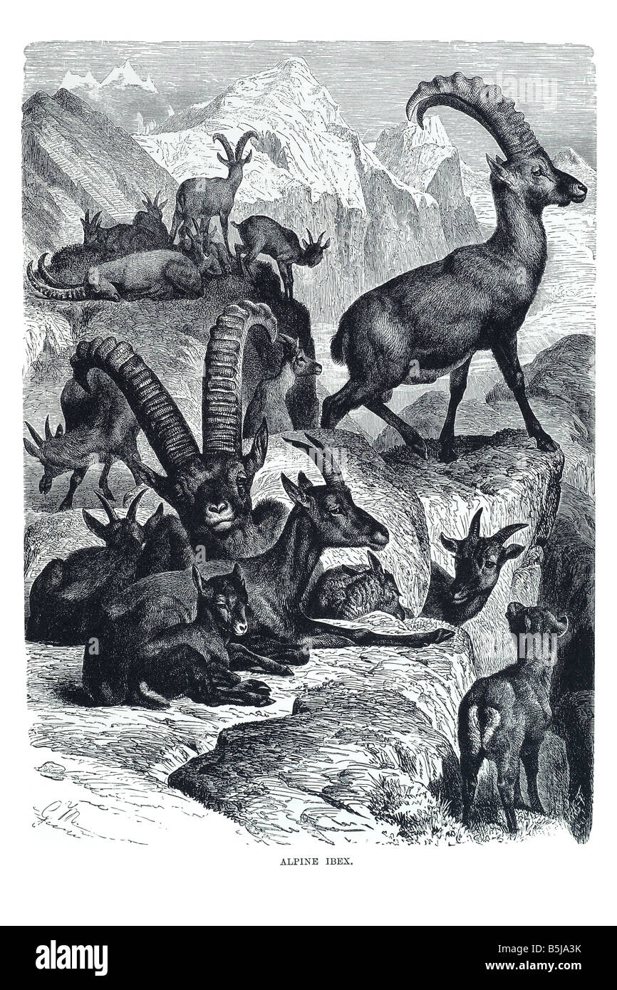 Capra genus hi-res stock photography and images - Alamy