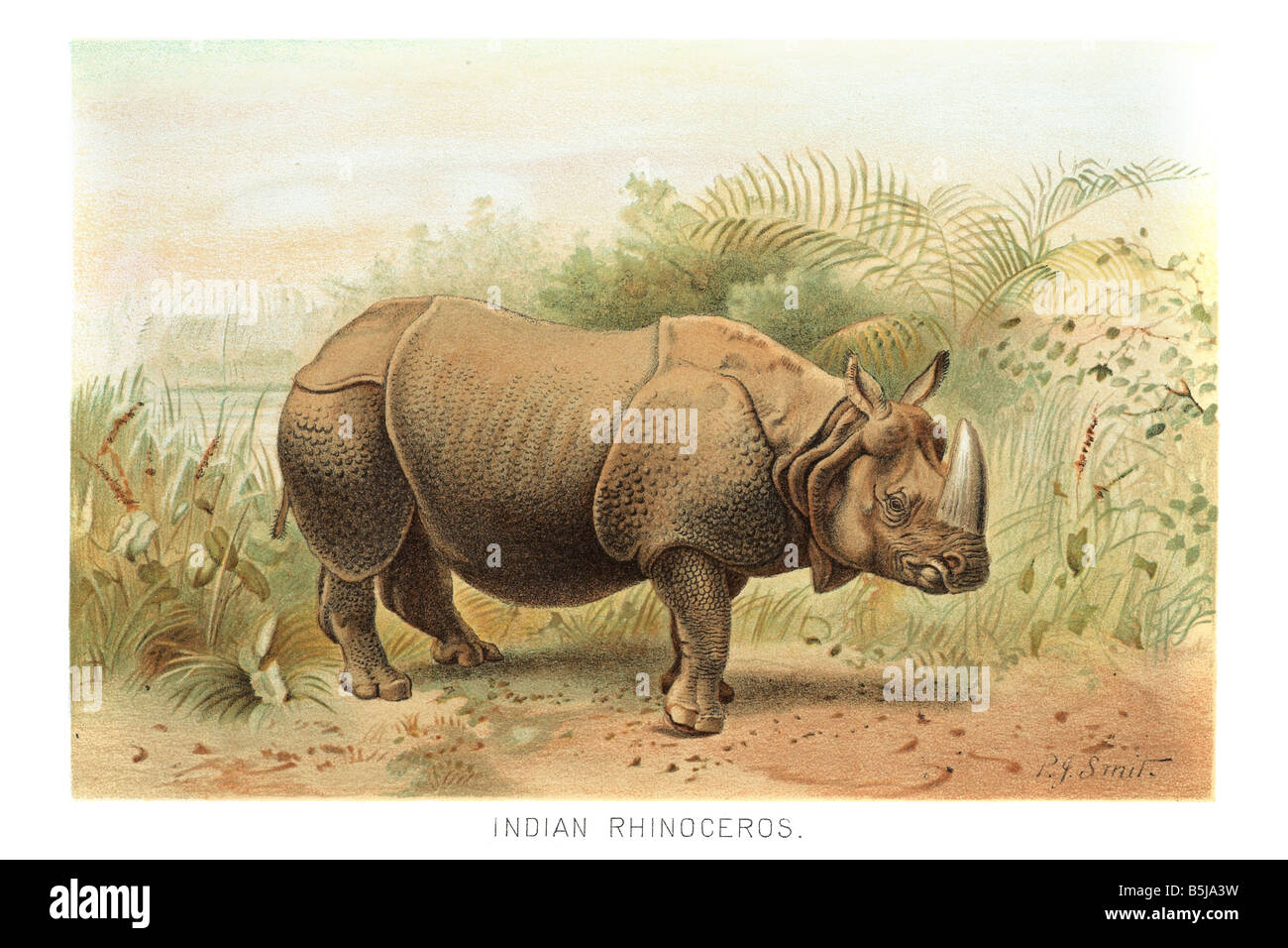 Great indian one horned rhinoceros hi-res stock photography and images ...