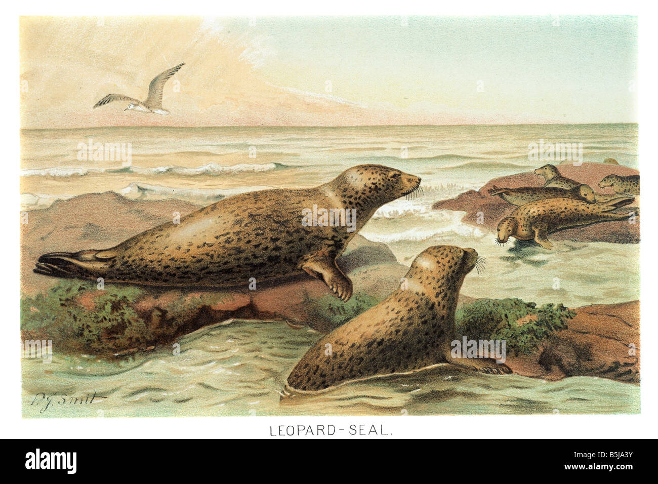 Picture leopard seal hi-res stock photography and images - Alamy