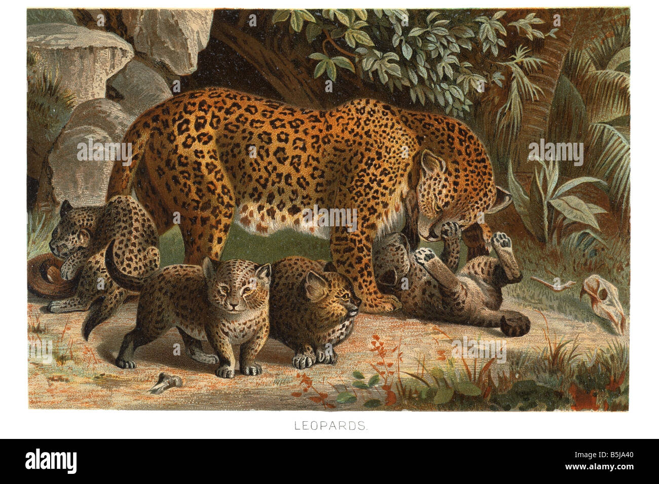 leopard Panthera pardus Stock Photo - Alamy