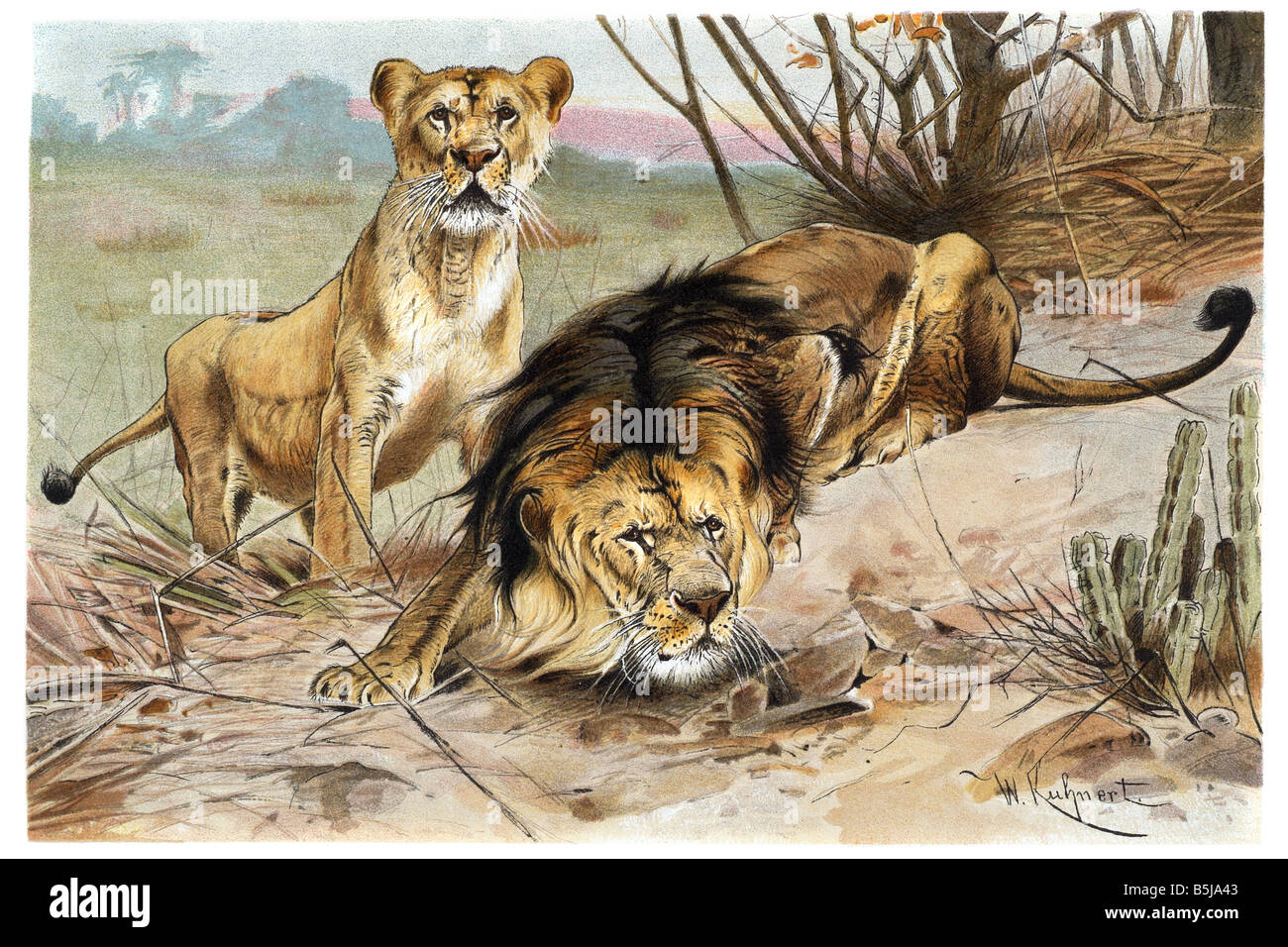 lion lioness big cat Stock Photo - Alamy