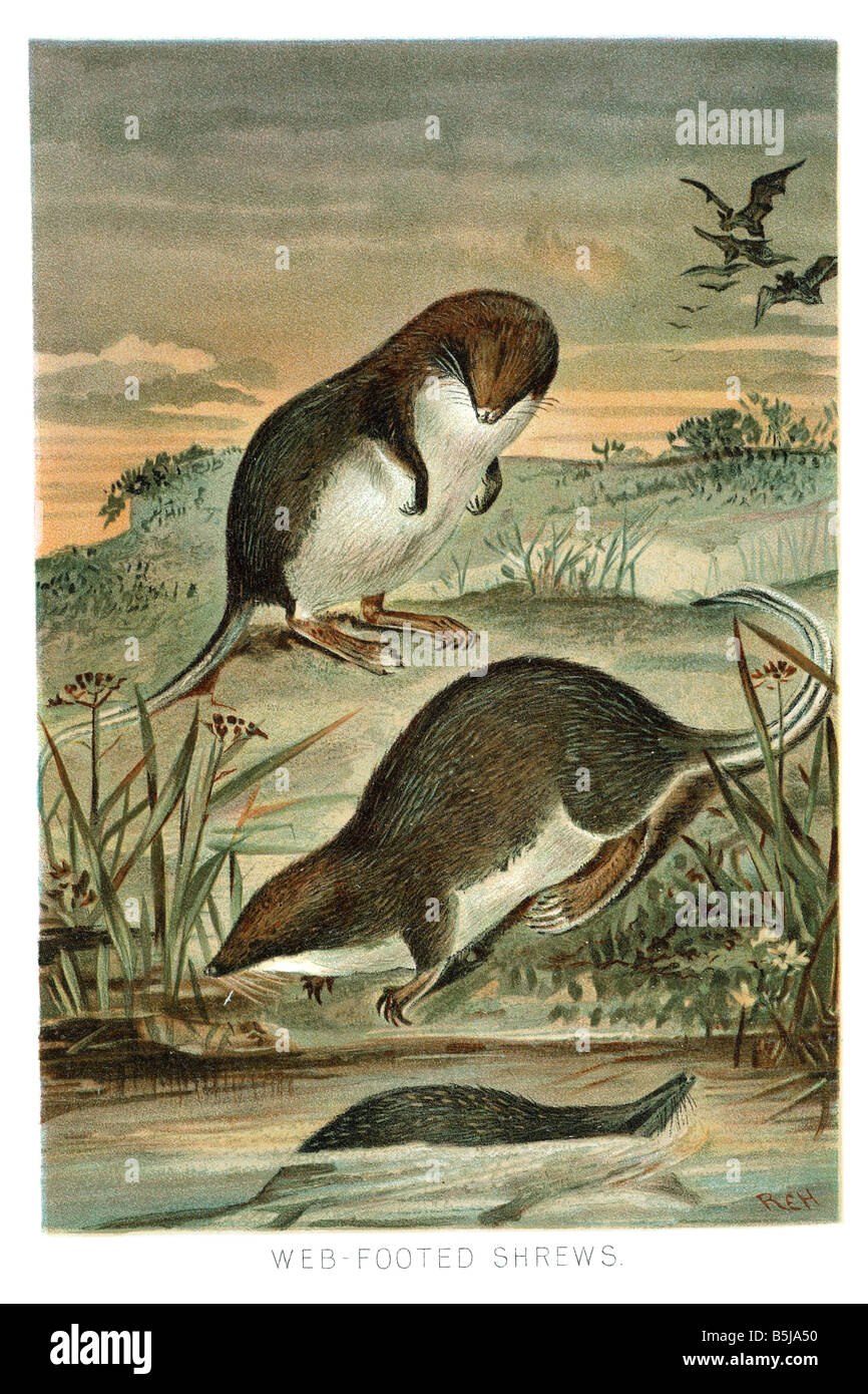 Eurasian bank Cut Out Stock Images & Pictures - Alamy