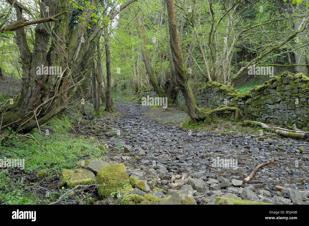 Old footpath with stone wall Stock Photo - Alamy