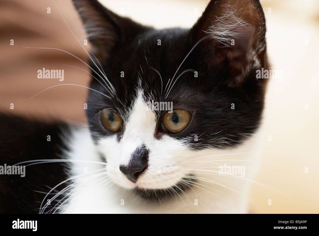 Domestic short-haired Kitten, male, UK. Photographed in the family home ...