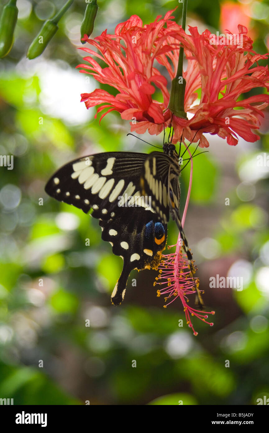 Lime swallowtail june 2006 Stock Photo - Alamy