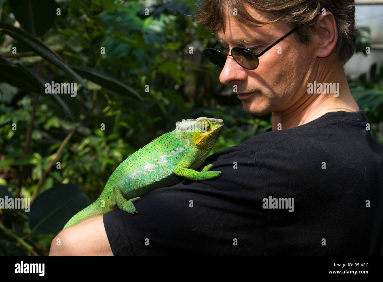 Chameleon with a man Stock Photo - Alamy