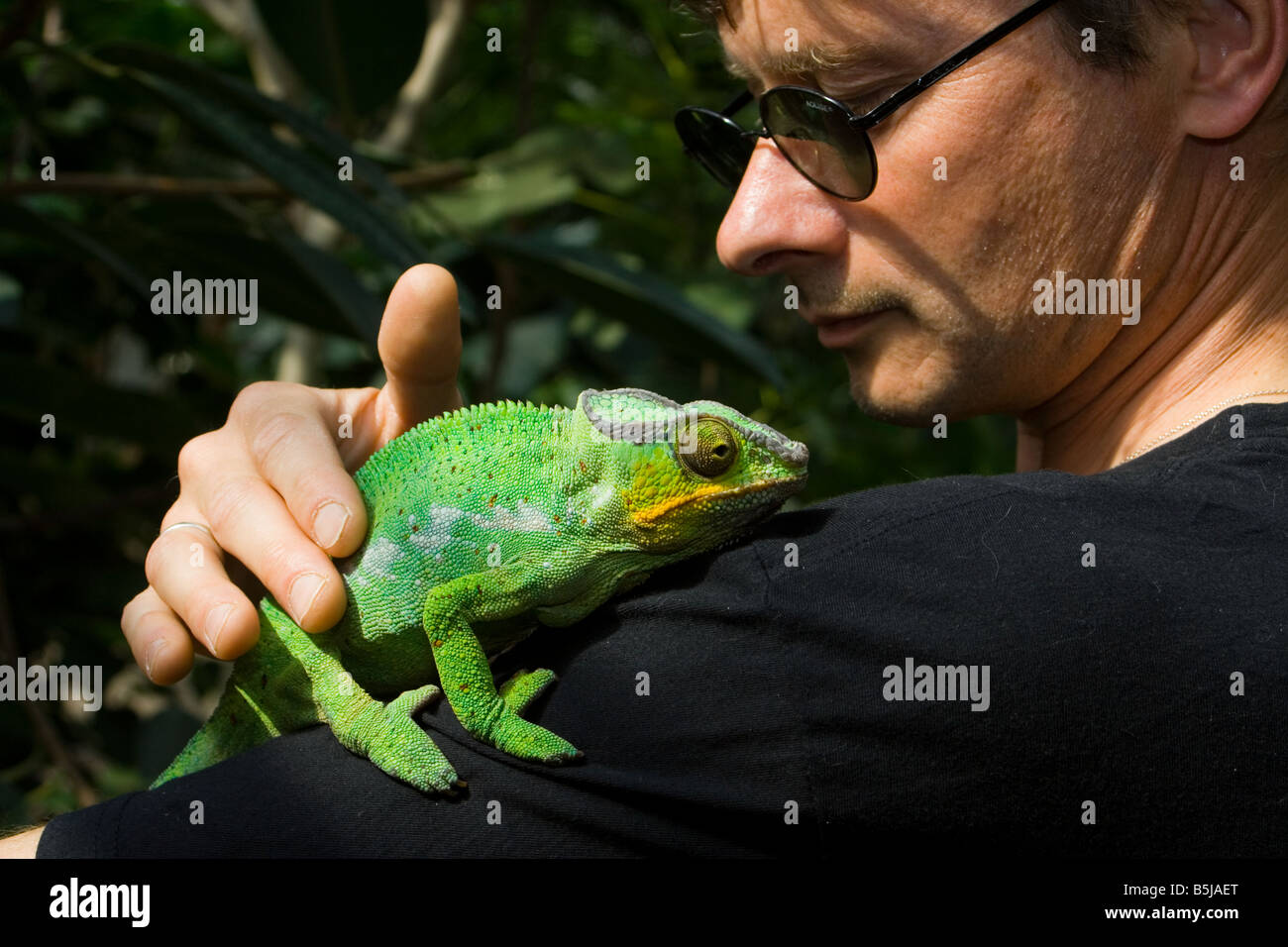 Chameleon with a man Stock Photo - Alamy