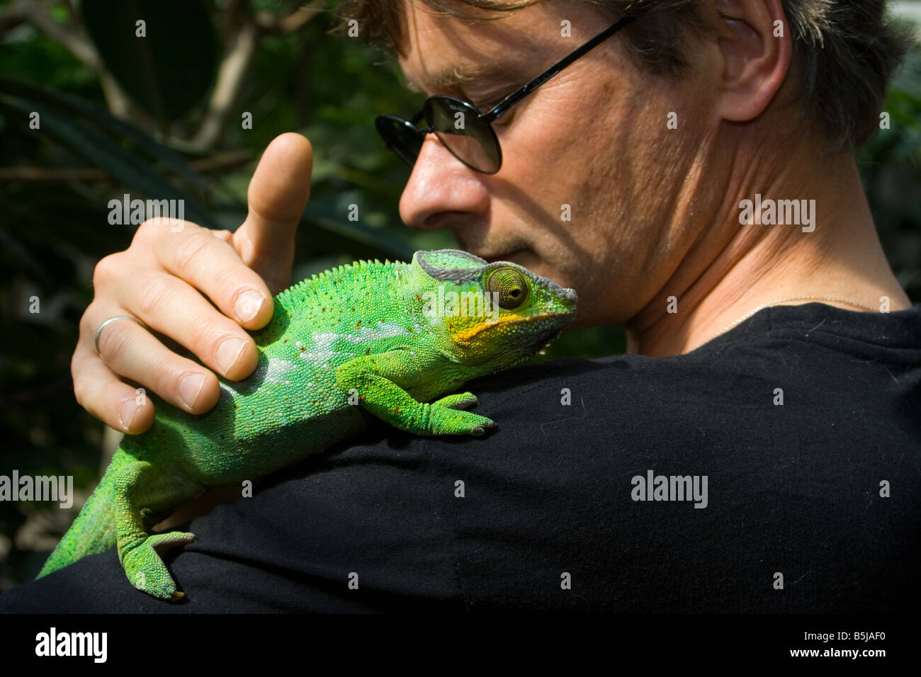 Chameleon with a man Stock Photo - Alamy