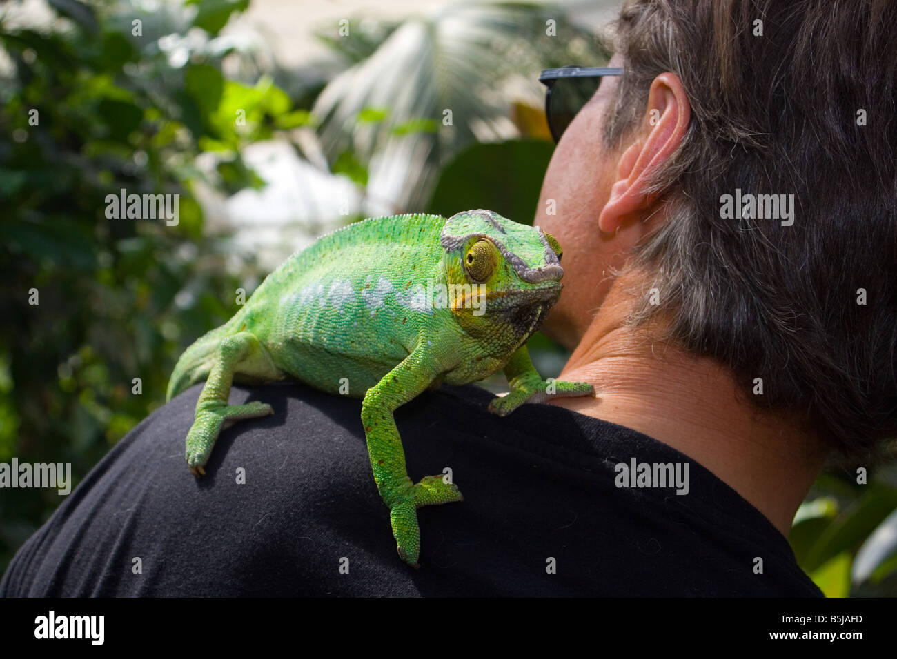 Human chameleon hi-res stock photography and images - Alamy