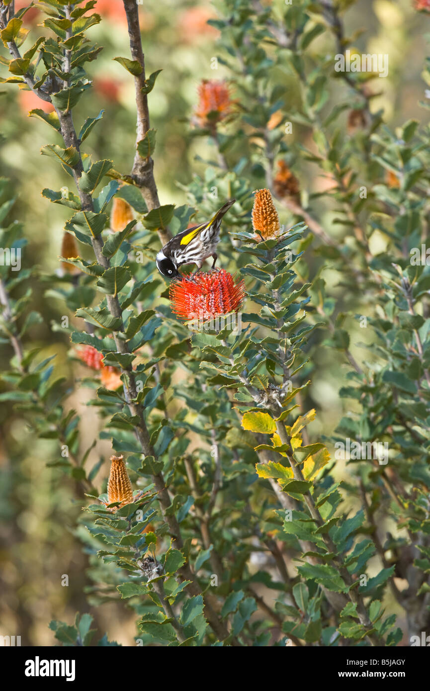 Lignotuber hi-res stock photography and images - Alamy