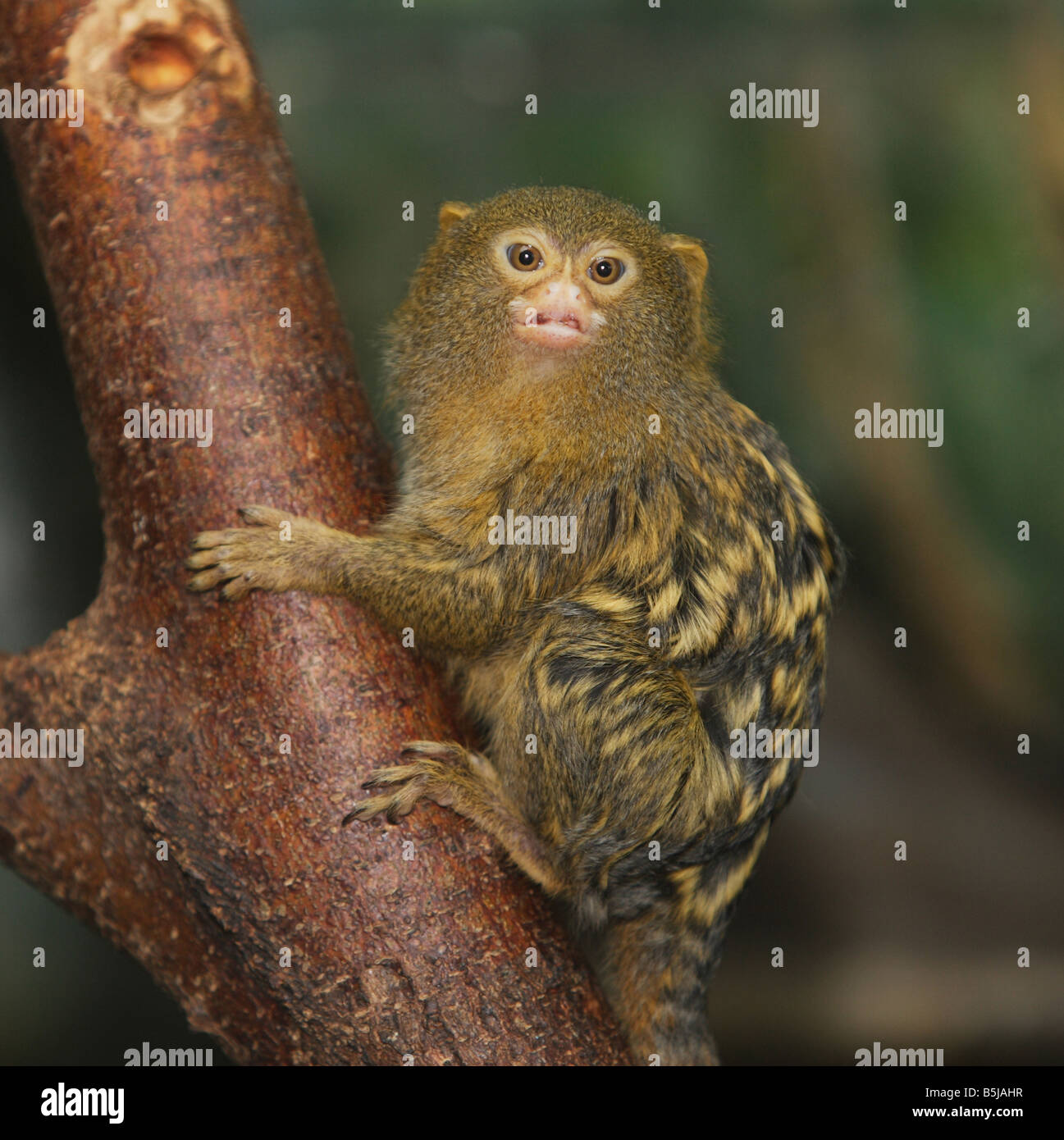Pygmy Marmoset Monkeys Pets