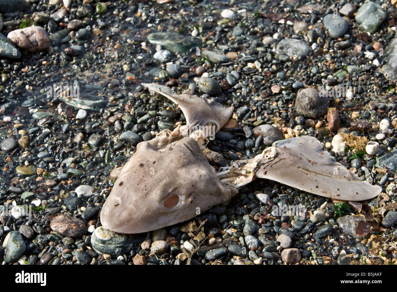 A fish head on the beach, UK Stock Photo - Alamy