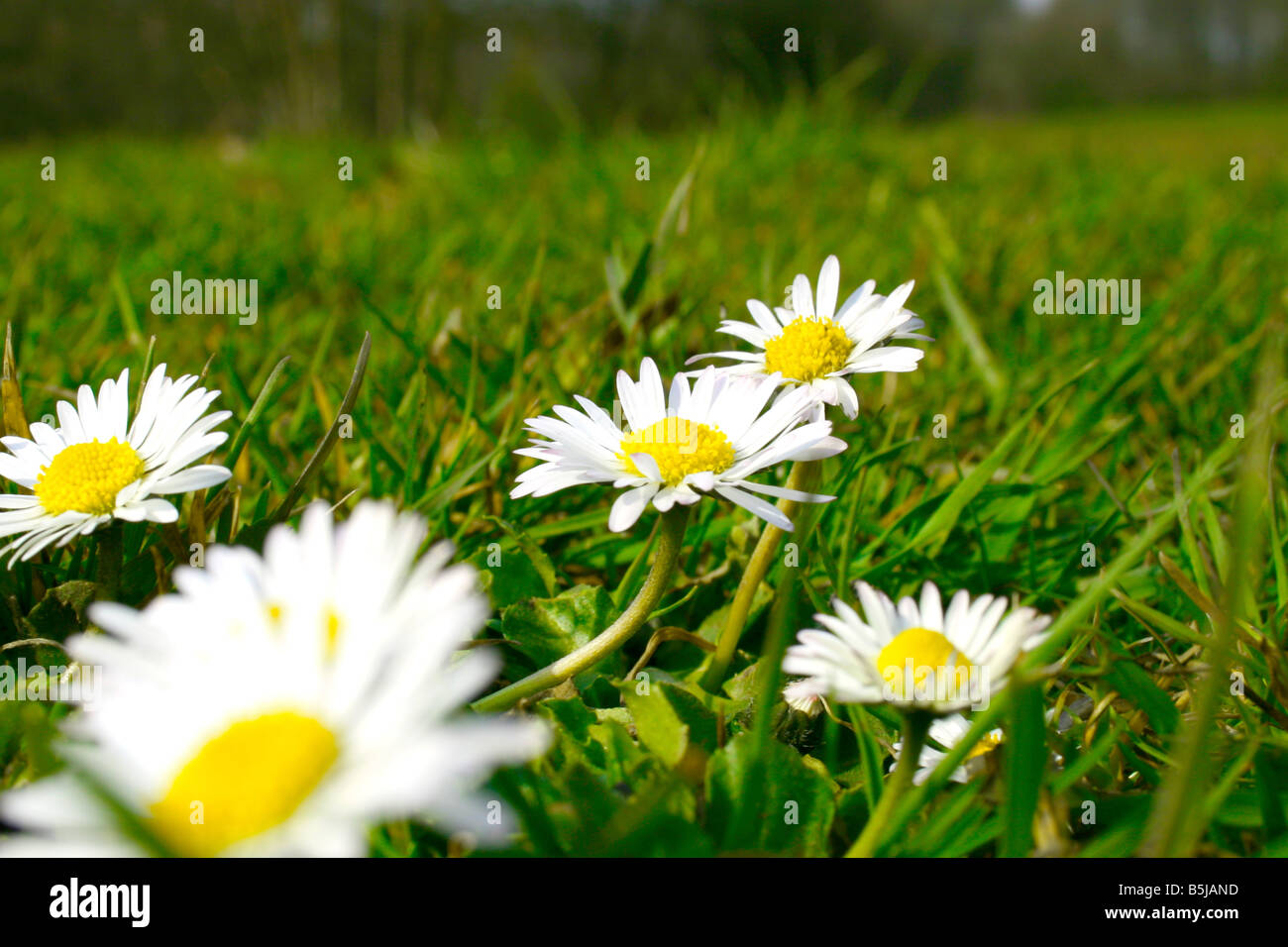 Daisies field hi-res stock photography and images - Alamy