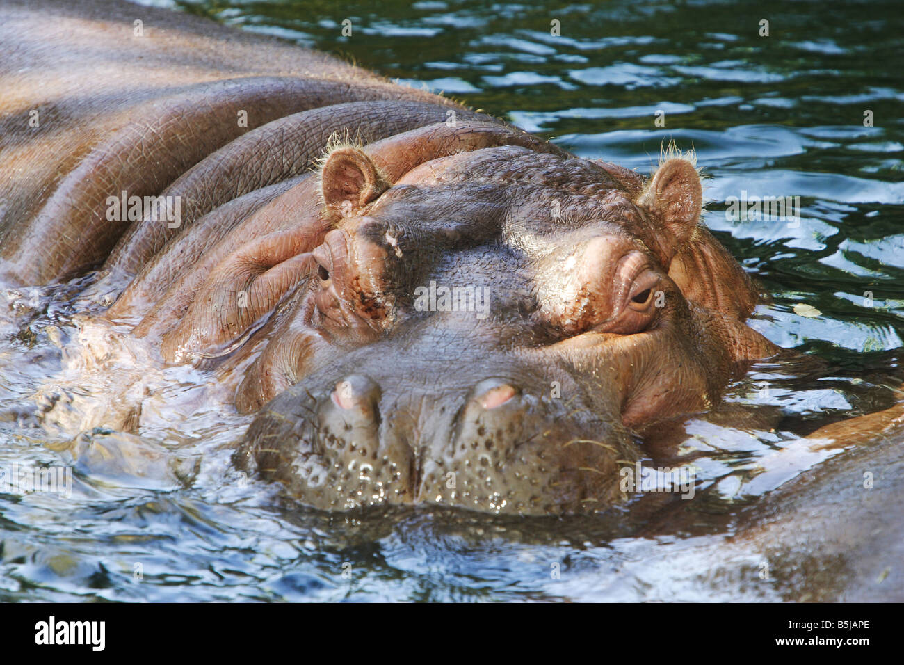 A large hippopotamus in the water Stock Photo - Alamy