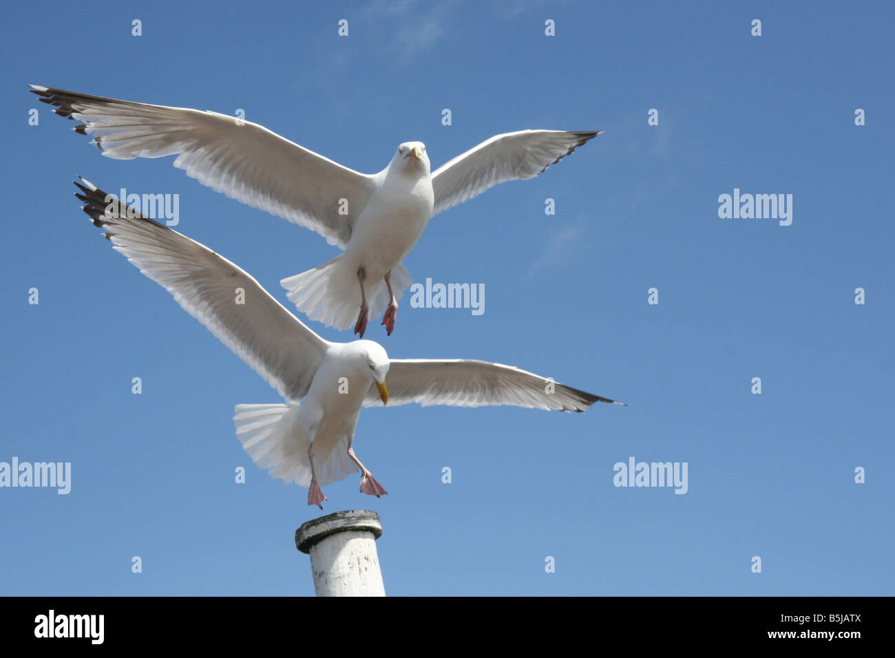 Dancing gulls hi-res stock photography and images - Alamy