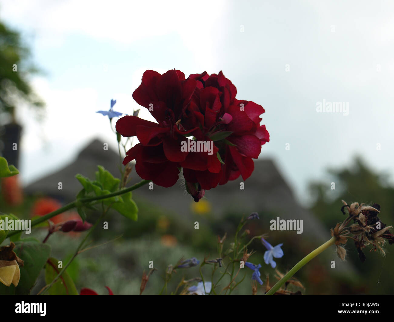 Geranium hanging basket hi-res stock photography and images - Alamy