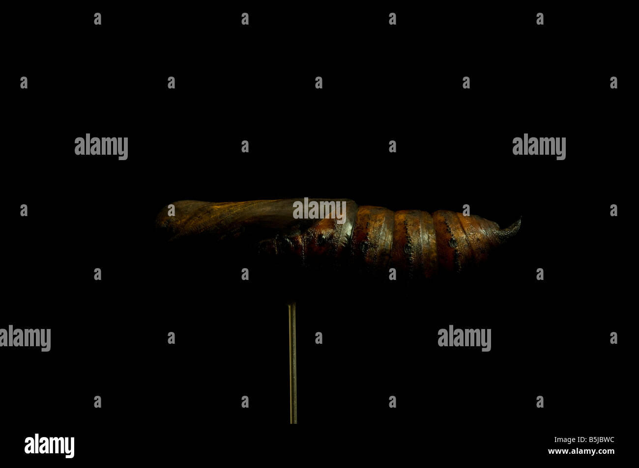 Chrysalis Moth Sphinx High Resolution Stock Photography and Images - Alamy