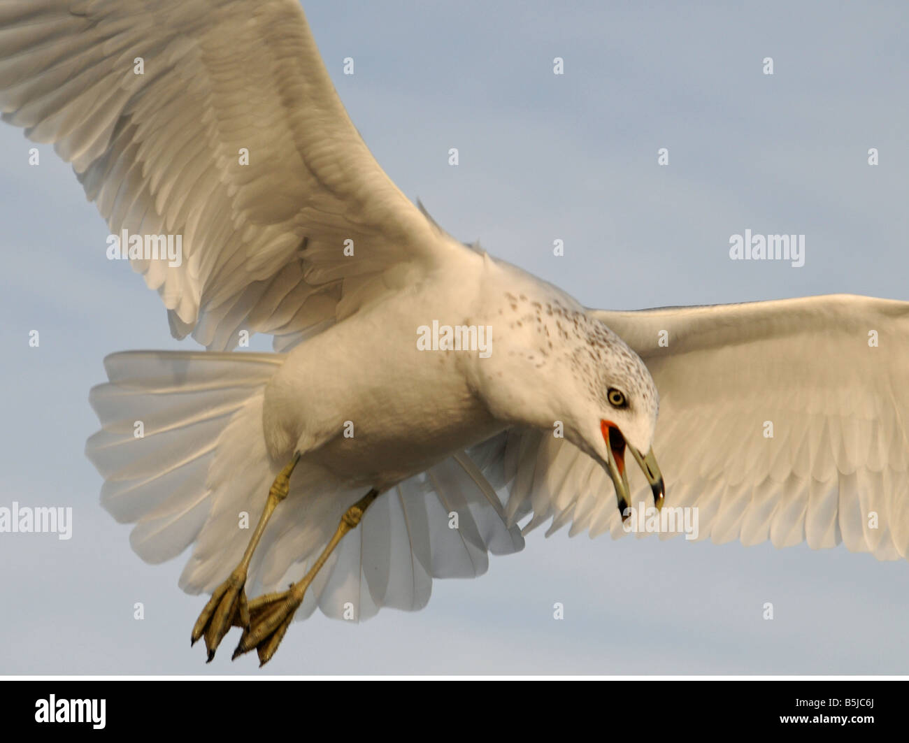 Laughing sea gull hi-res stock photography and images - Alamy