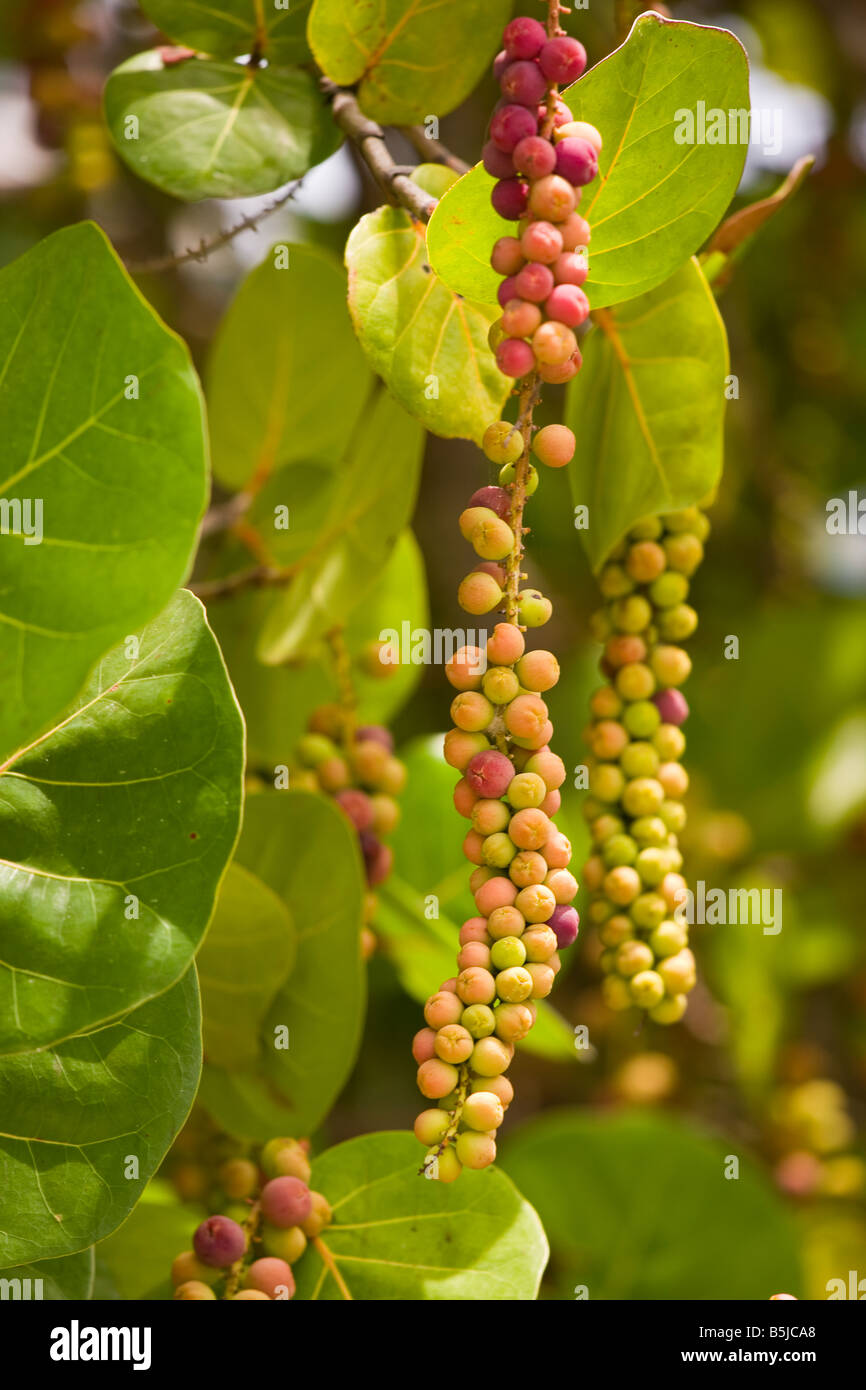 Caribbean plant seagrape tropical hi-res stock photography and images ...