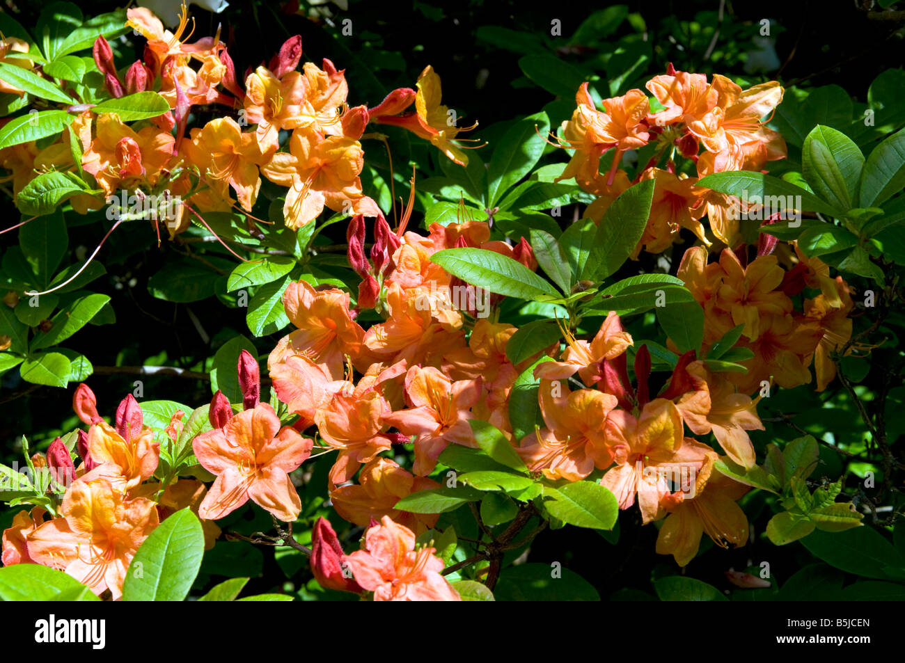 Orange azaleas hi-res stock photography and images - Alamy