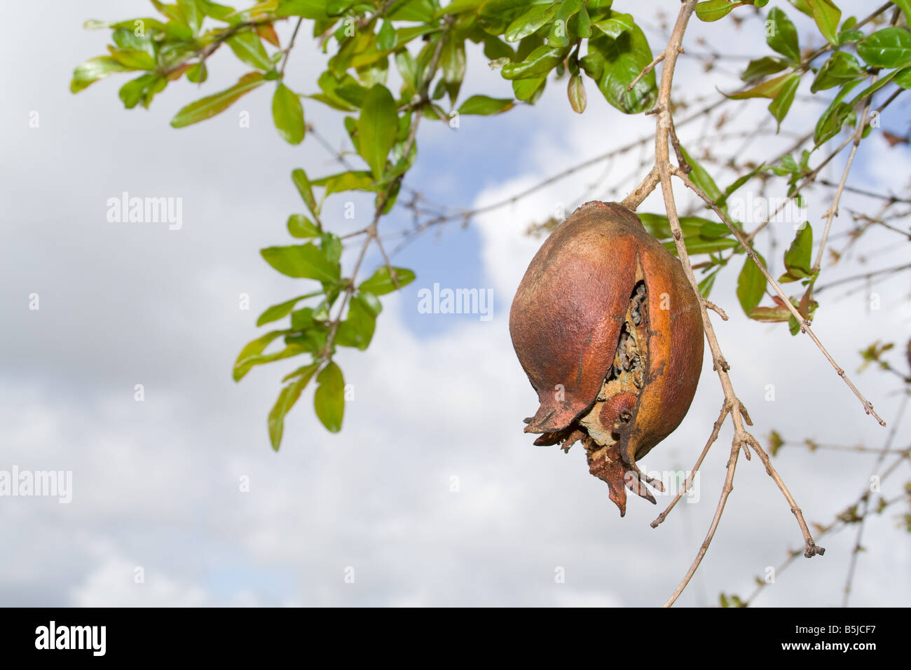 Fruit rotting on tree hi-res stock photography and images - Alamy