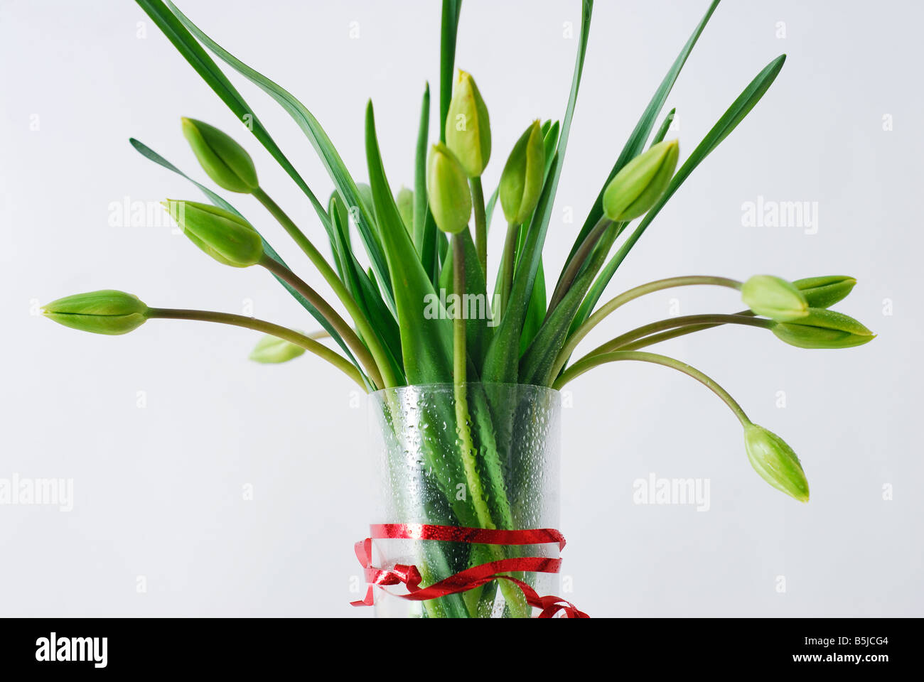 green tulips,aroma, flower, fresh, open, reflection, stil life, spring ...