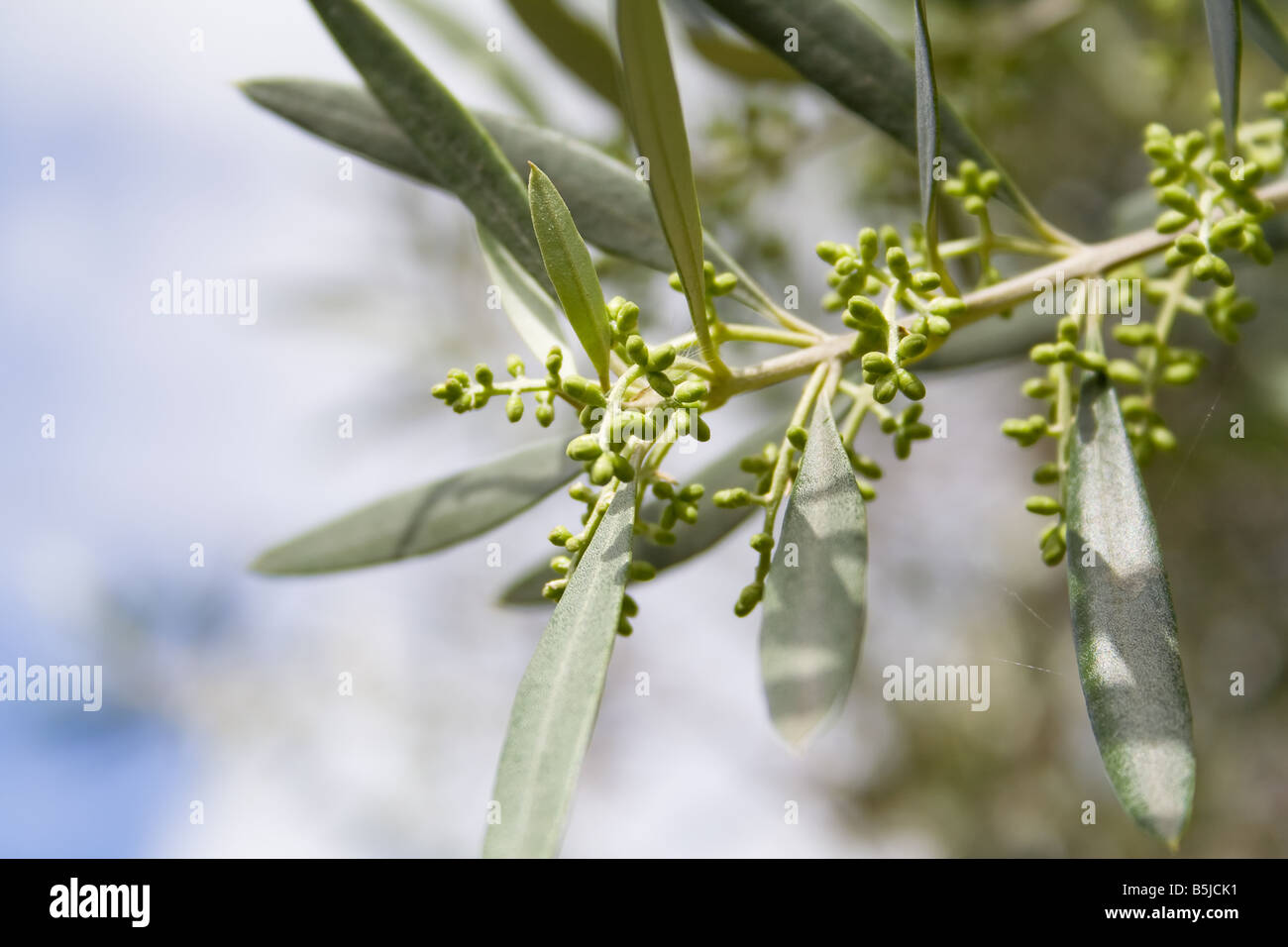 Several young black olives hanging on an olive tree branch Stock Photo - Alamy