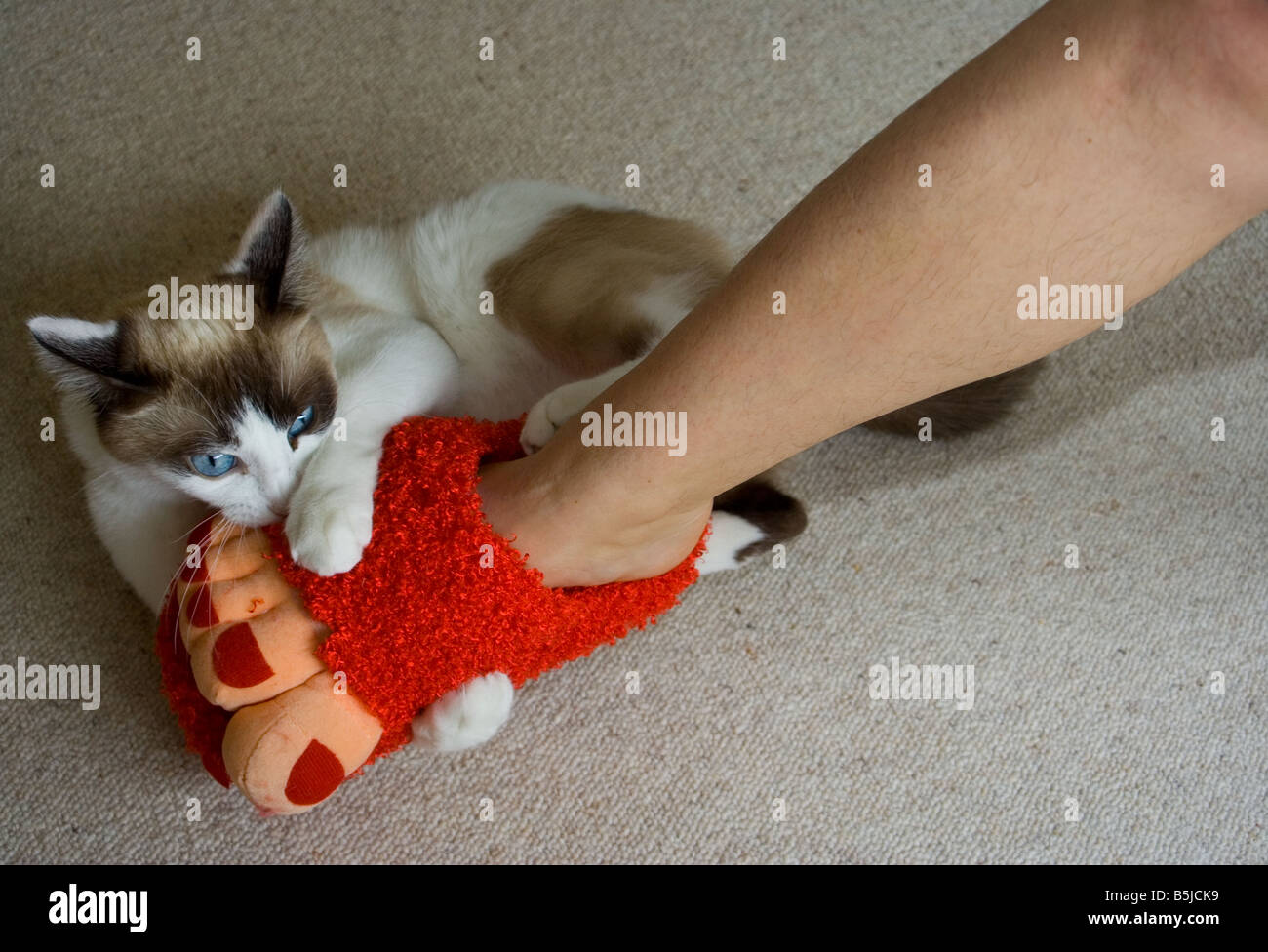 Toe biting hi-res stock photography and images - Alamy
