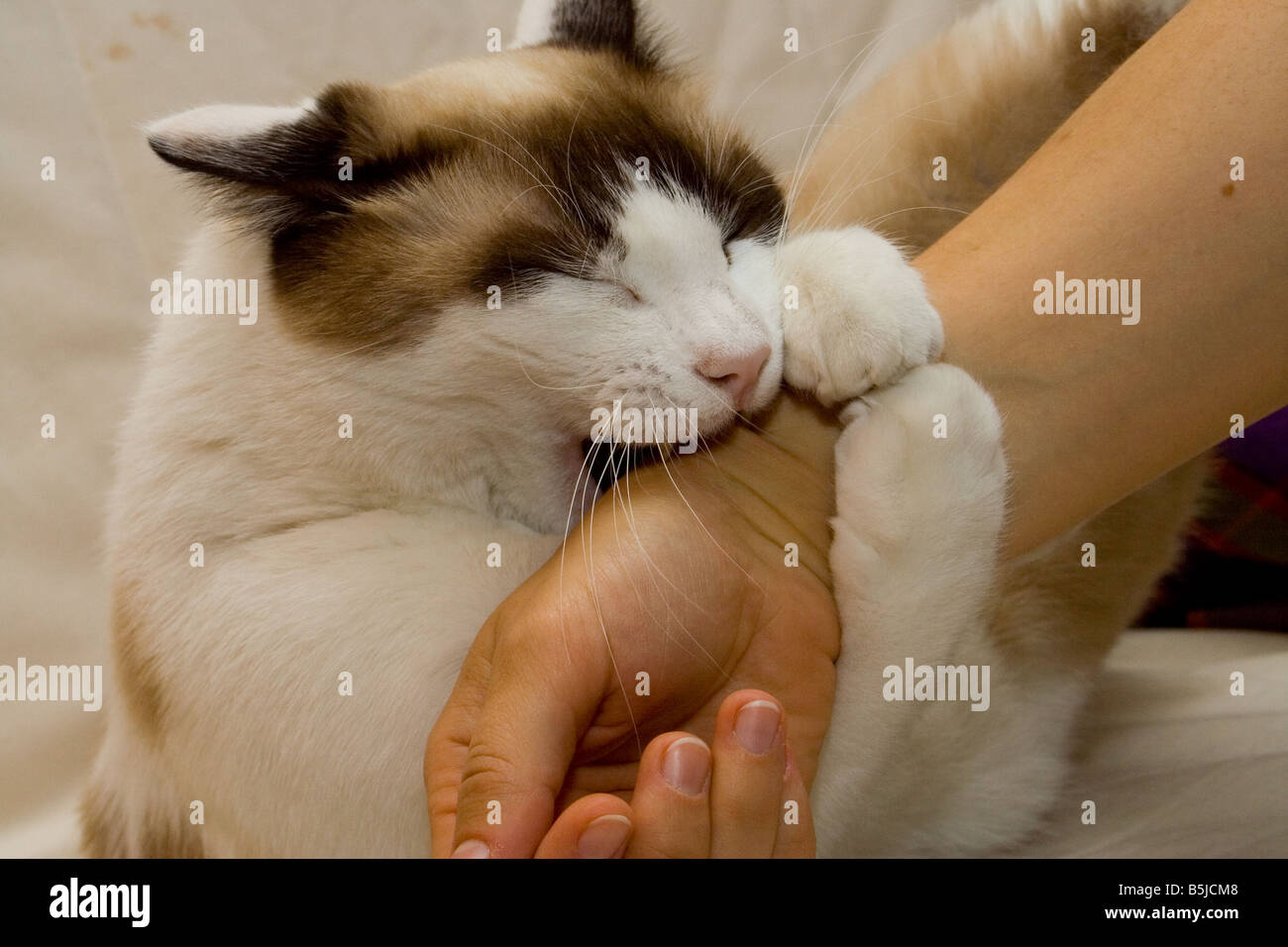 Biting leg hi-res stock photography and images - Alamy