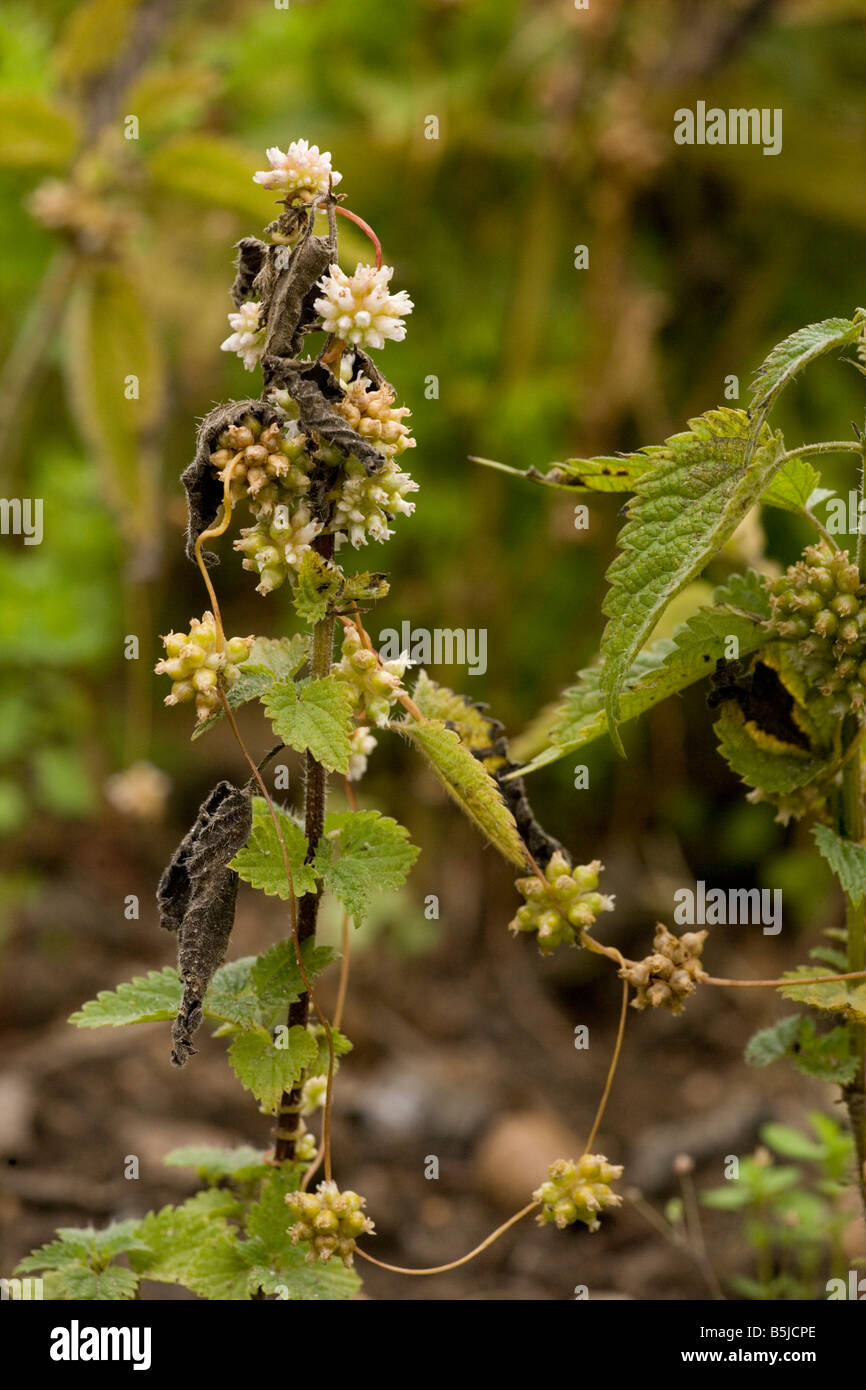 Greater dodder Cuscuta europaea parasitic on stinging nettle Stock ...