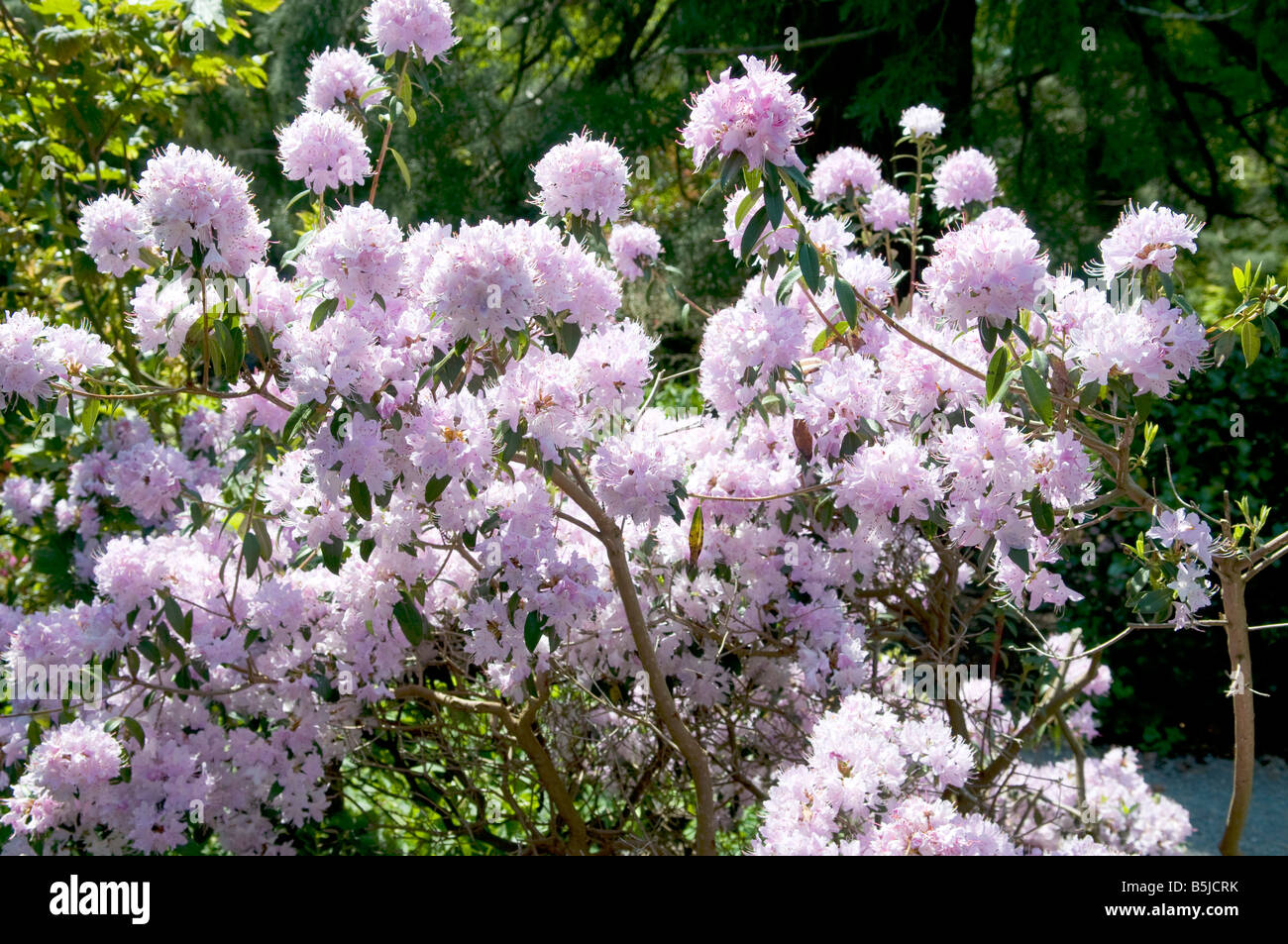 Rhododendron racemosum hi-res stock photography and images - Alamy