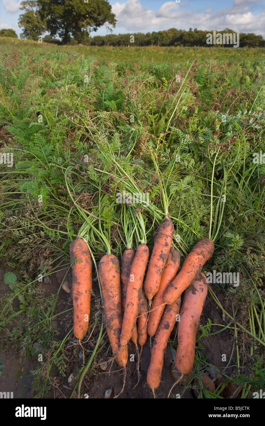 Organically grown Carrots Norfolk October Stock Photo - Alamy