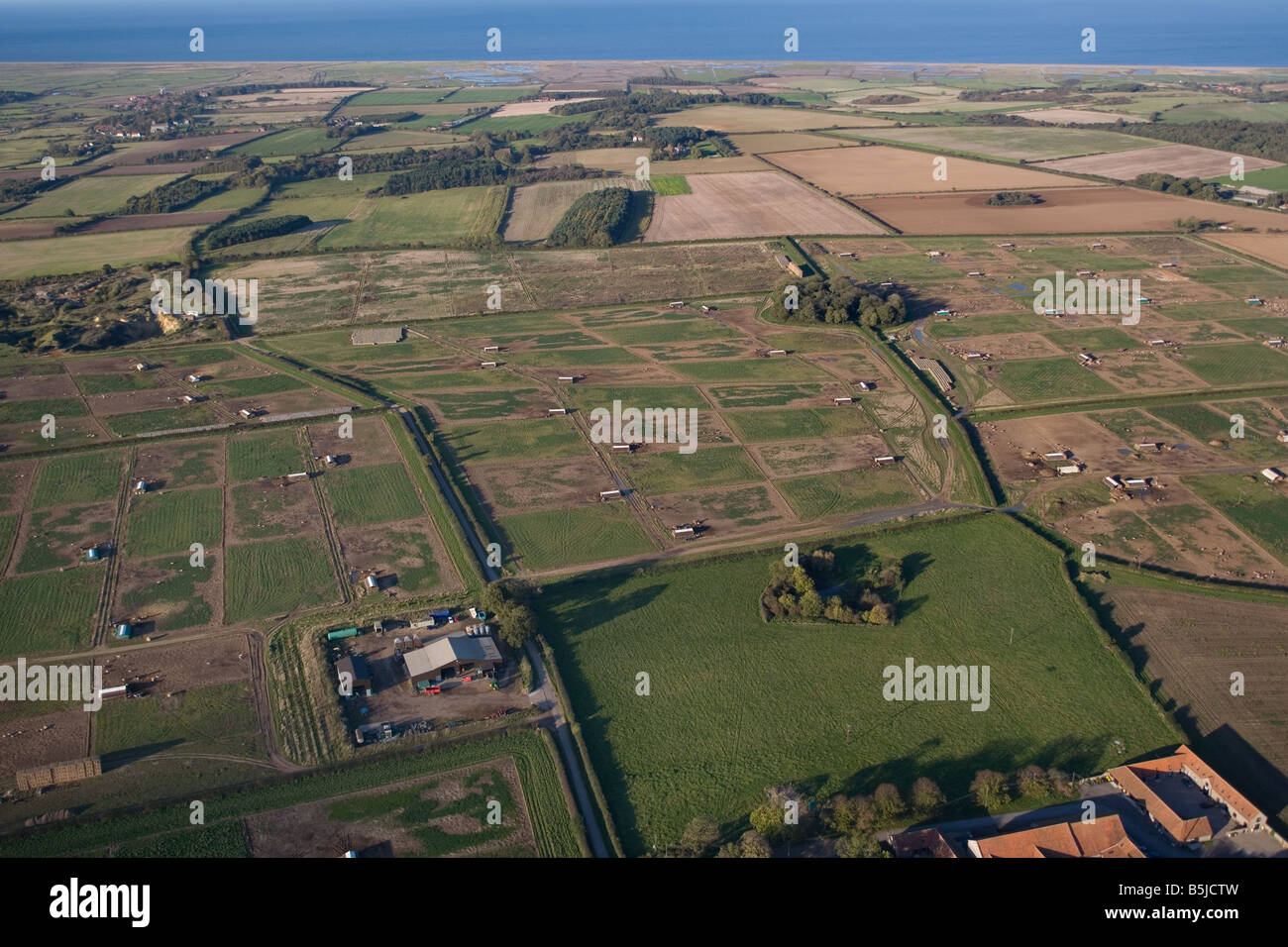 Free range Pig farming Norfolk UK October Stock Photo - Alamy