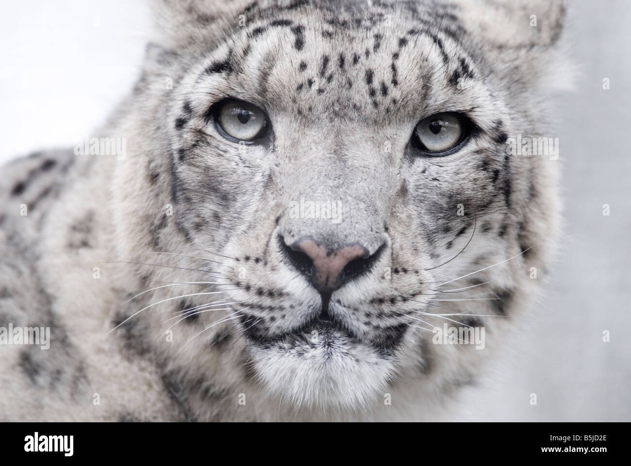 SNOW LEOPARD Panthera uncia Stock Photo - Alamy