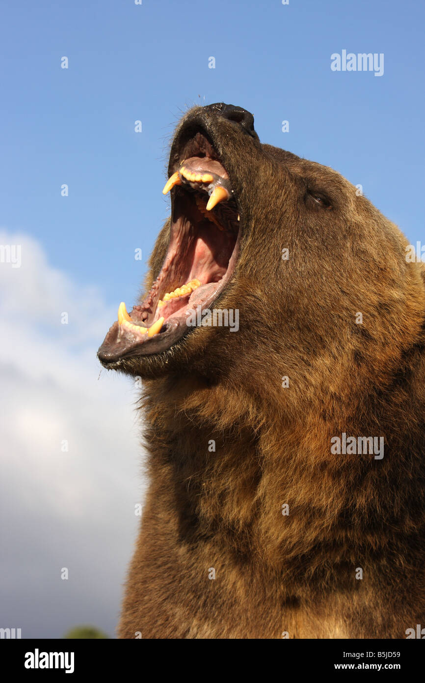 Face snarl hi-res stock photography and images - Alamy