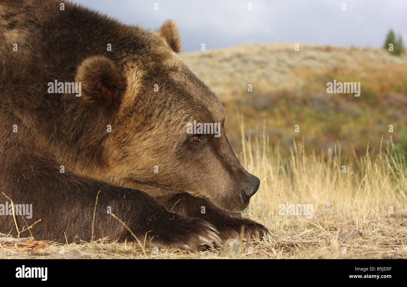 Head on paws hi-res stock photography and images - Alamy