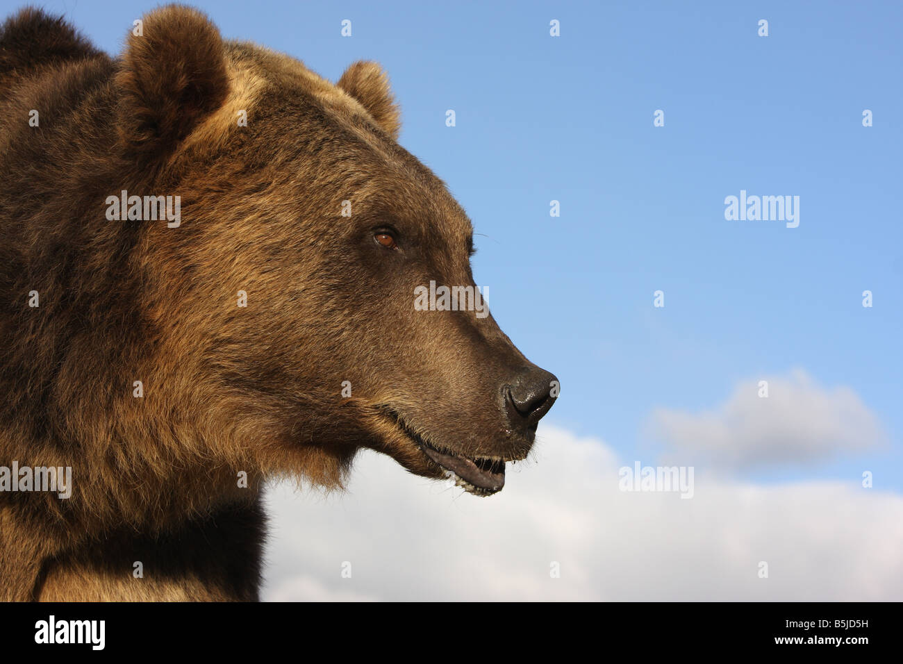 Side view of grizzly bear hi-res stock photography and images - Alamy