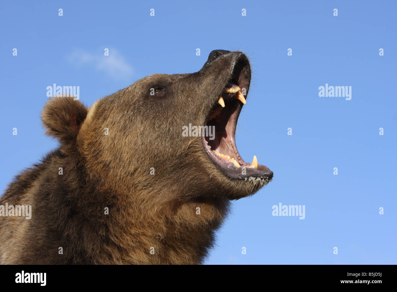 Grizzly Teeth High Resolution Stock Photography and Images - Alamy
