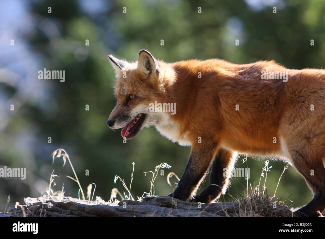 Fox head side hi-res stock photography and images - Alamy
