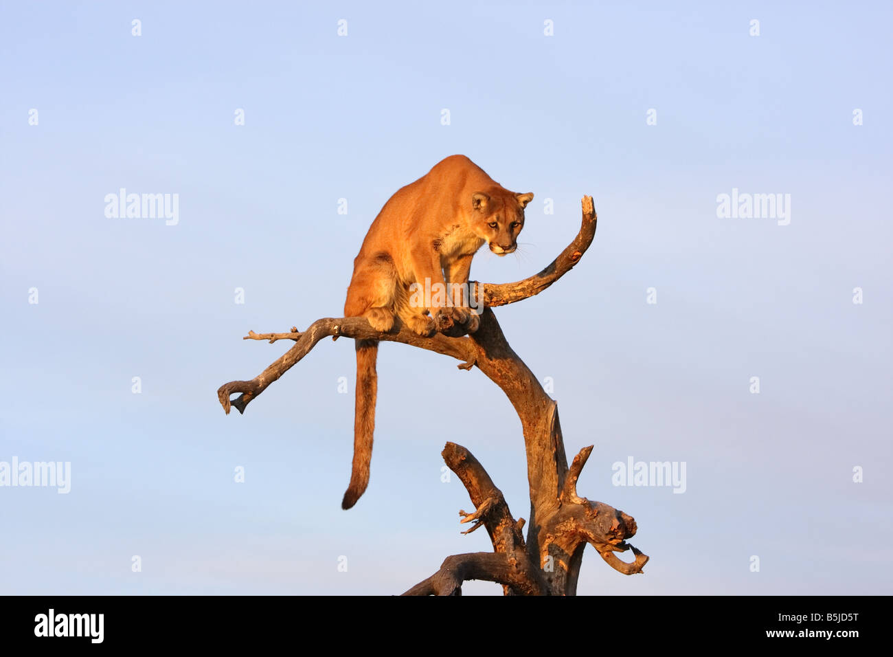 Mountain lion, cougar, puma in tree Stock Photo - Alamy