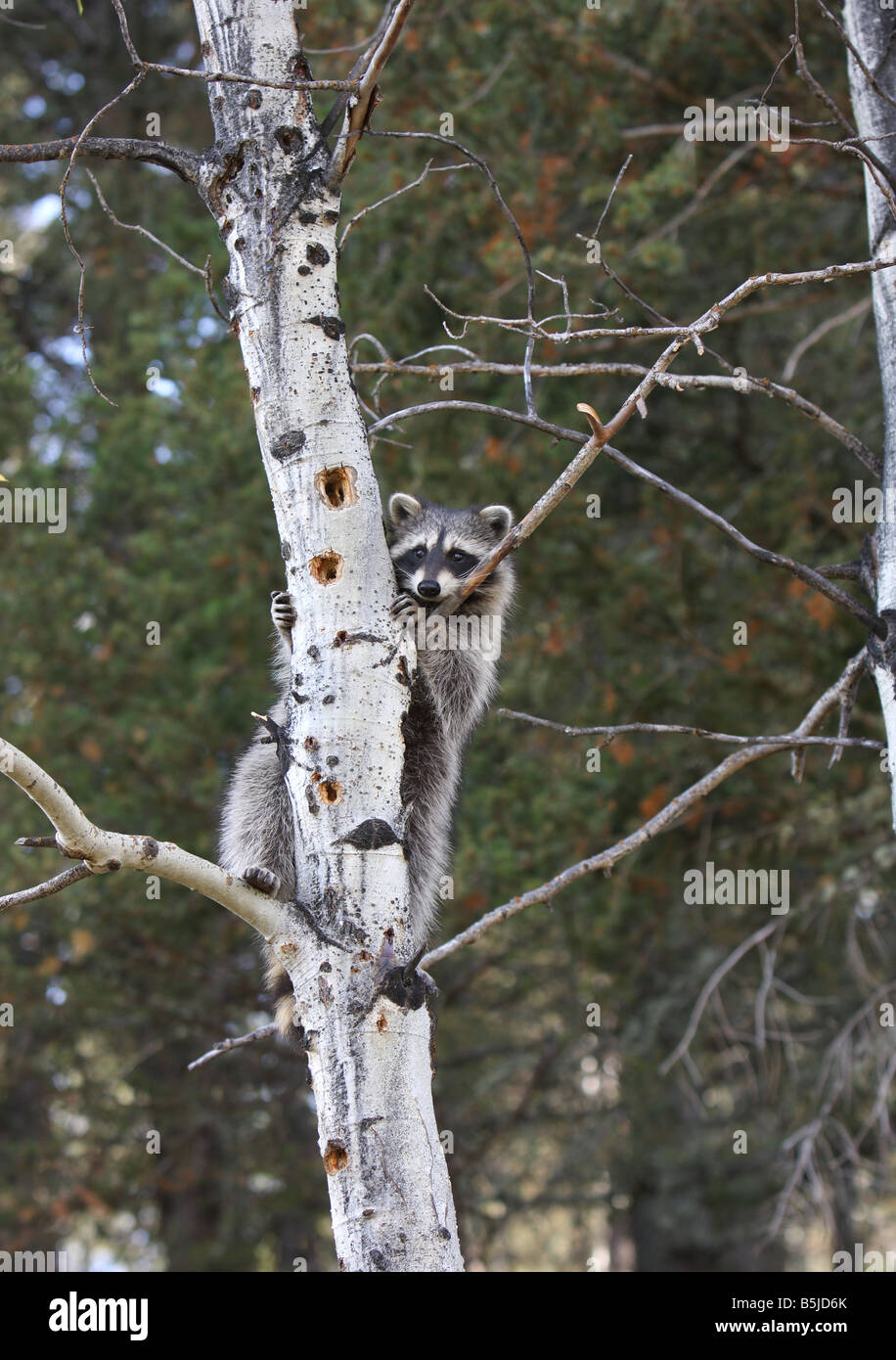 Raccoon climbing tree Stock Photo - Alamy