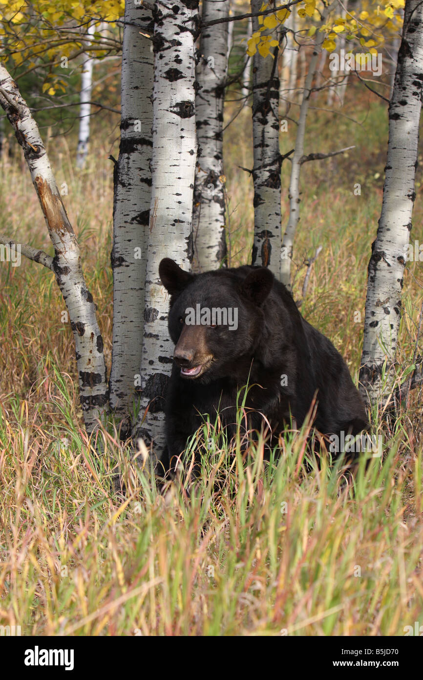 American black bear Stock Photo - Alamy