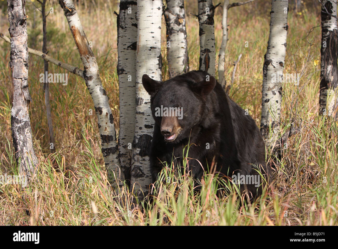 American black bear Stock Photo - Alamy