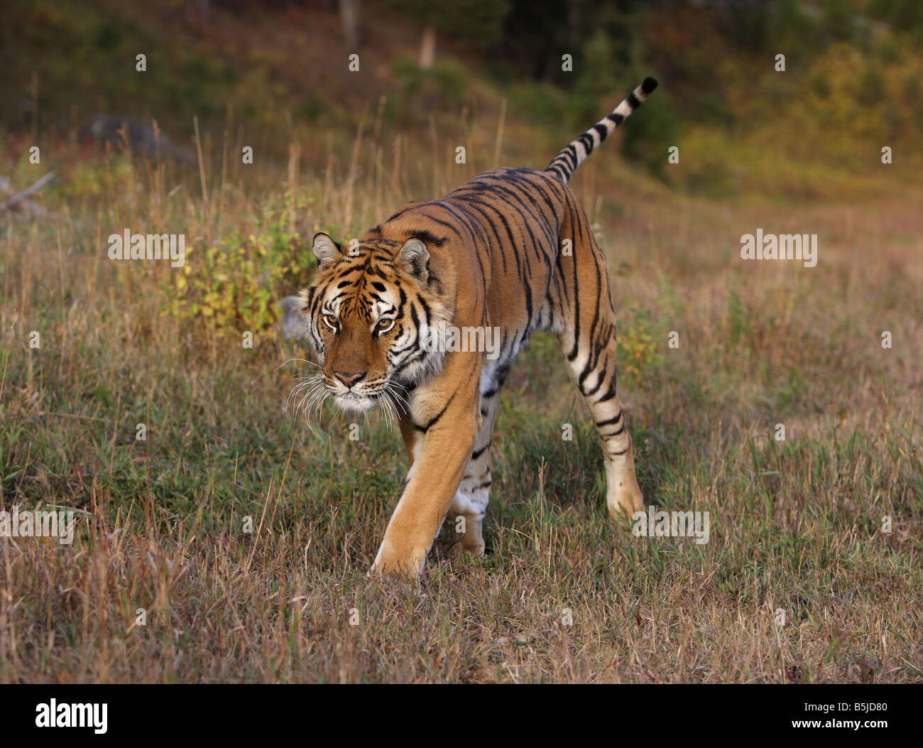 Male tiger walk hi-res stock photography and images - Alamy