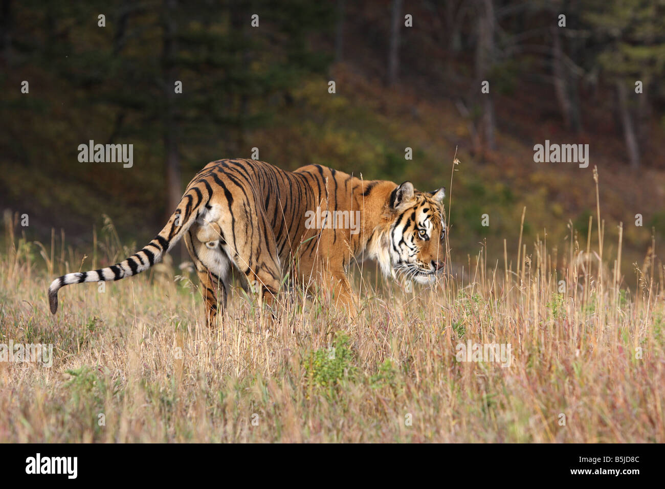 Tiger tail hi-res stock photography and images - Alamy