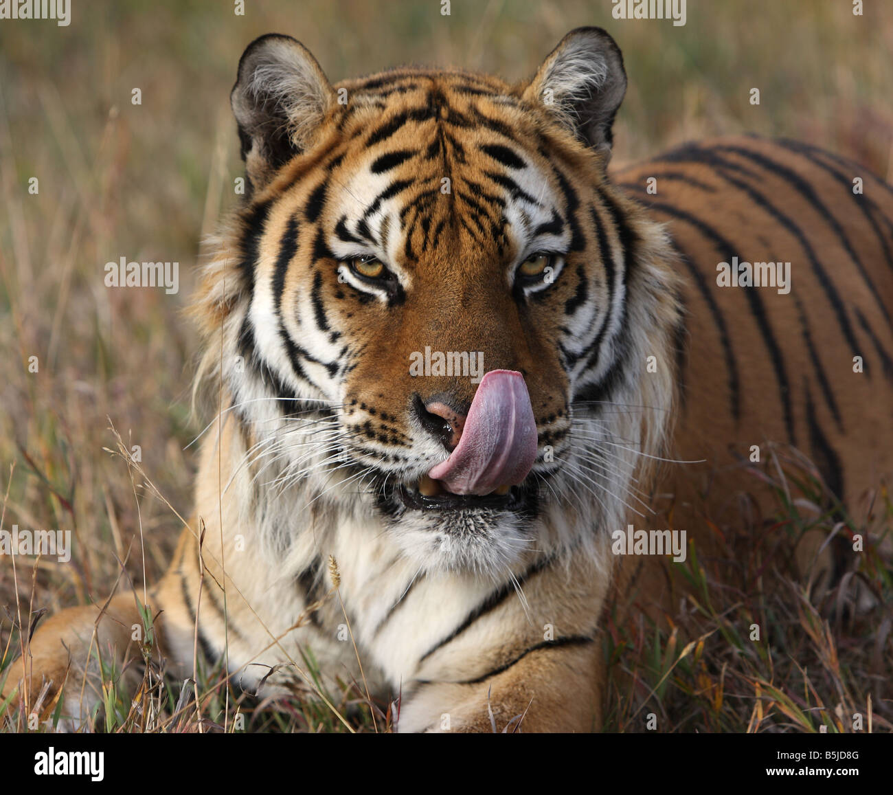 Lick licking lips hi-res stock photography and images - Alamy