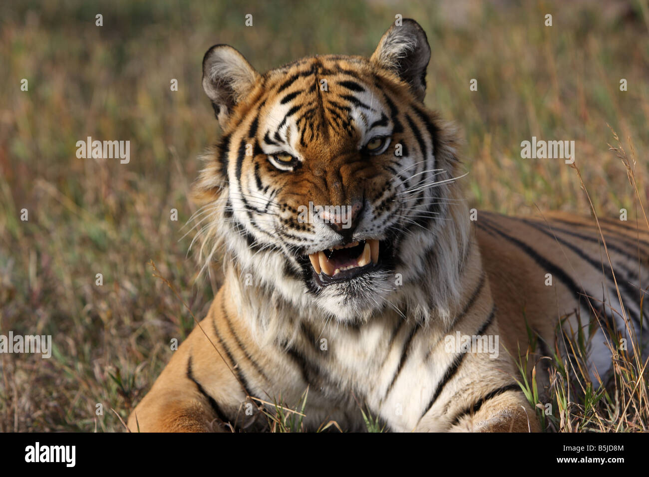 Tiger Snarl High Resolution Stock Photography and Images - Alamy