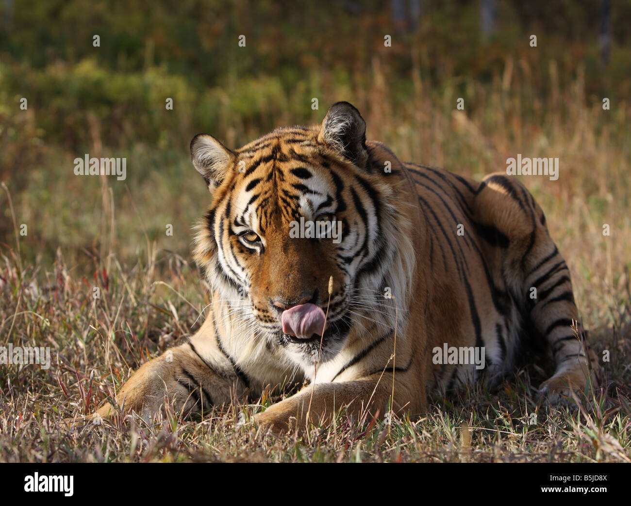 Tiger Licking Lips Stock Photos & Tiger Licking Lips Stock Images - Alamy