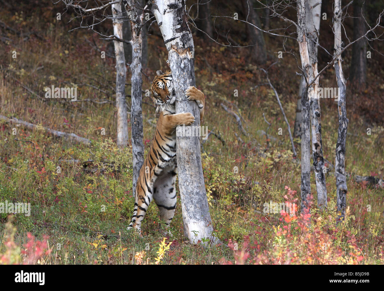 Tiger marking tree hi-res stock photography and images - Alamy