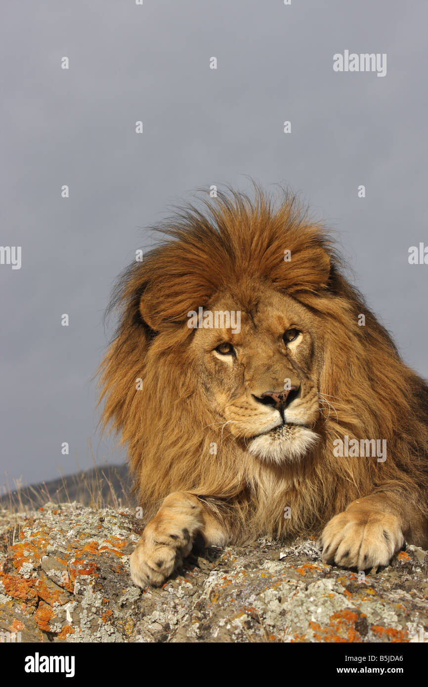 Lion close up of face hi-res stock photography and images - Alamy